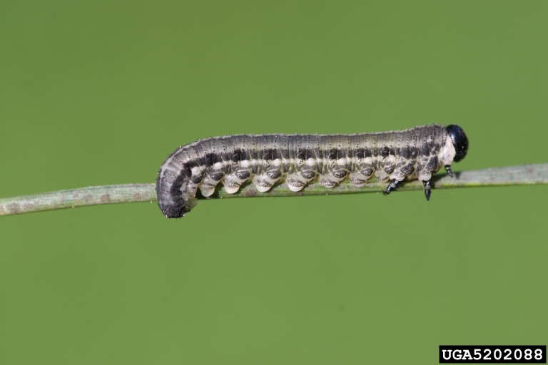 European pine sawfly (Neodiprion sertifer)