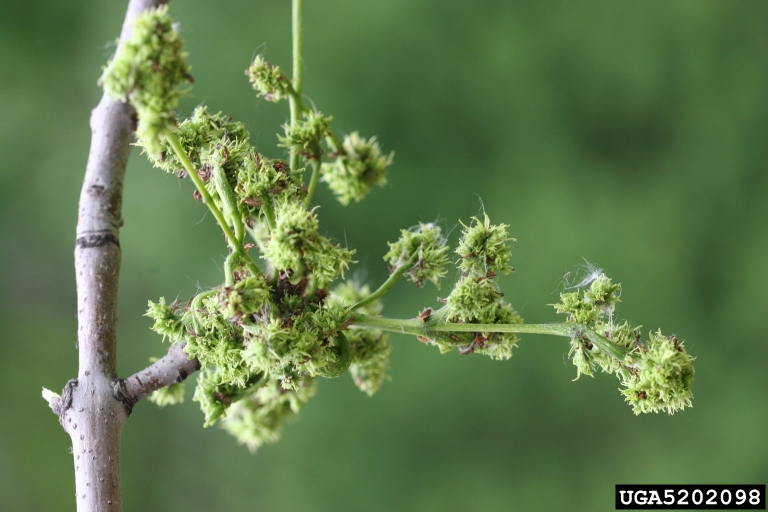 ash flower gall mite (Eriophyes fraxiniflora Felt)
