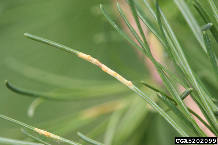 poplar rust (Melampsora medusae)