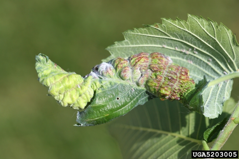 woolly elm aphid (Eriosoma americanum ) on American elm (Ulmus ...