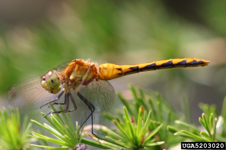 meadowhawks (Genus Sympetrum Newman 1833)