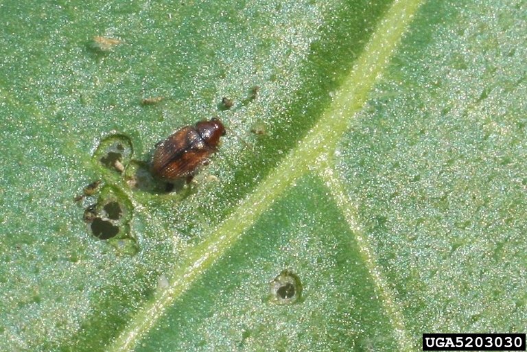 tobacco flea beetle (Epitrix hirtipennis)