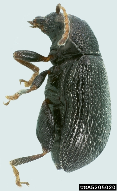 eggplant flea beetle (Epitrix fuscula)
