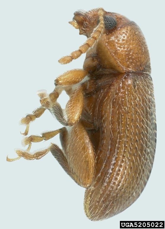 tobacco flea beetle (Epitrix hirtipennis (Melsheimer, 1847))