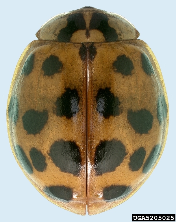 multicolored Asian lady beetle (Harmonia axyridis)