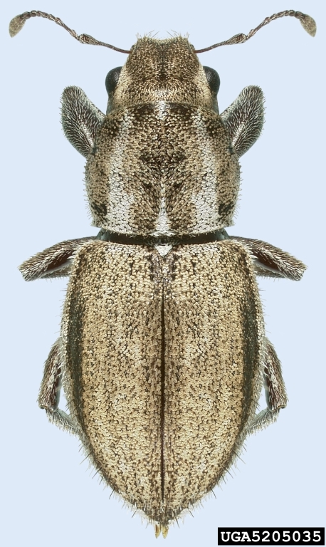 whitefringed weevil (Naupactus leucoloma)