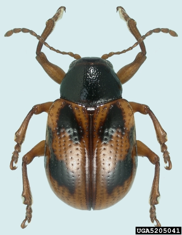 strawberry rootworm (Paria fragariae Wilcox, 1954)