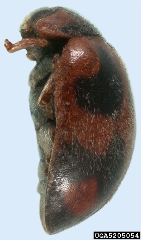 vedalia beetle (Rodolia cardinalis (Mulsant, 1850))