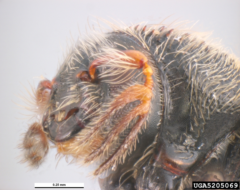 olive bark beetle (Phloeotribus scarabaeoides (Bernard, 1788))