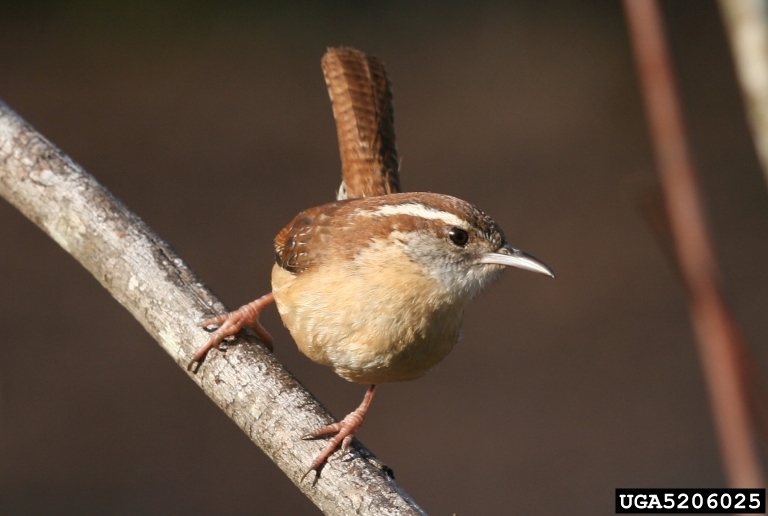 carolina wren (Thryothorus ludovicianus (Latham, 1790))