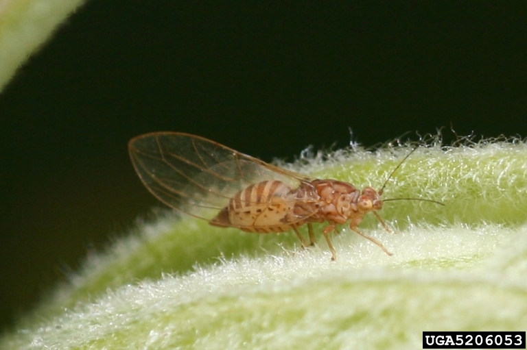 psyllids (Family Psyllidae)