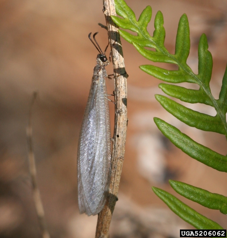 antlions (Genus Myrmeleon Linnaeus 1767)