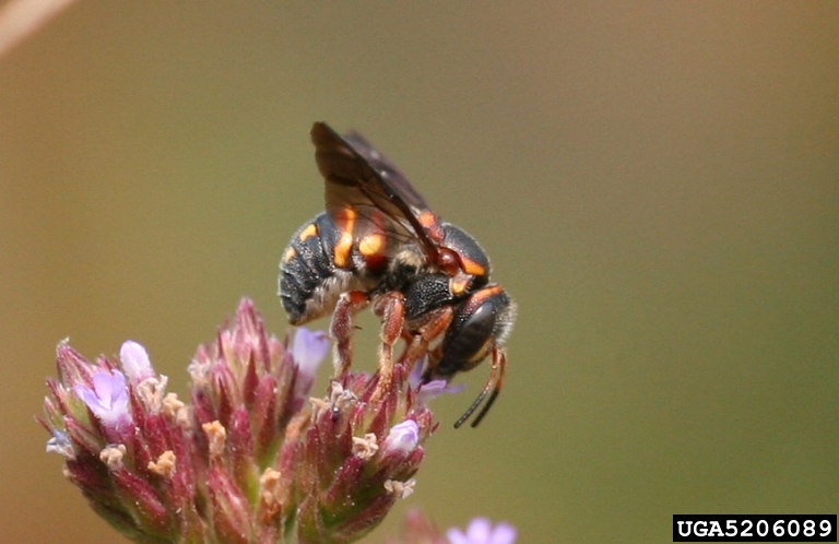 leafcutting bee (Anthidium perplexum Smith, 1854)
