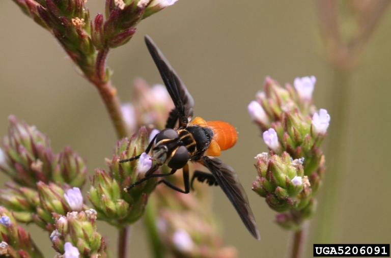 feather-legged flies (Trichopoda pennipes (Fabricius, 1781))