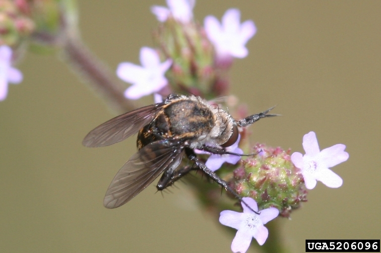 hunchbacked bee flies (Genus Toxophora Meigen 1803)