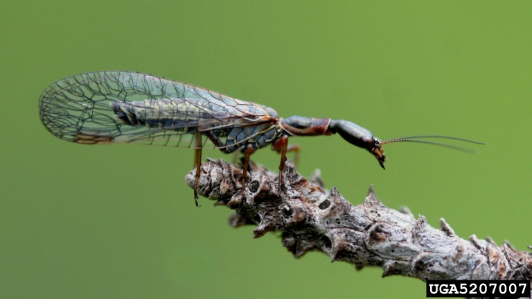 snakeflies (Family Raphidiidae)