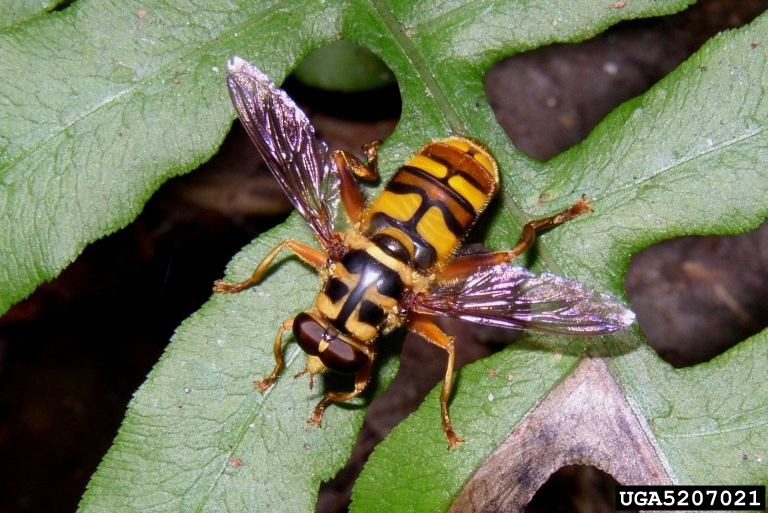 yellowjacket hover fly (Milesia virginiensis (Drury, 1773))