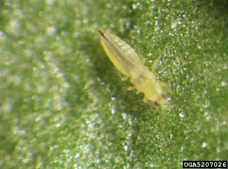 chilli thrips (Scirtothrips dorsalis)