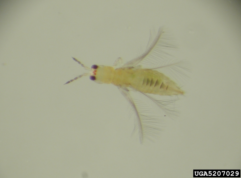 chilli thrips (Scirtothrips dorsalis)