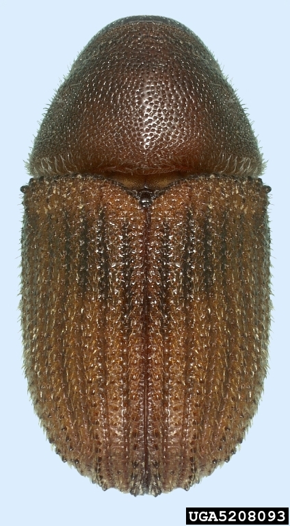 bark beetle (Phloeosinus dentatus)