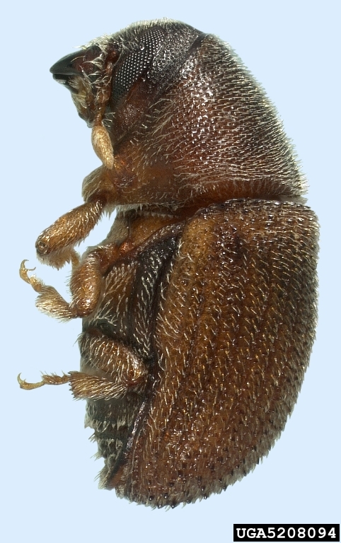 bark beetle (Phloeosinus dentatus)