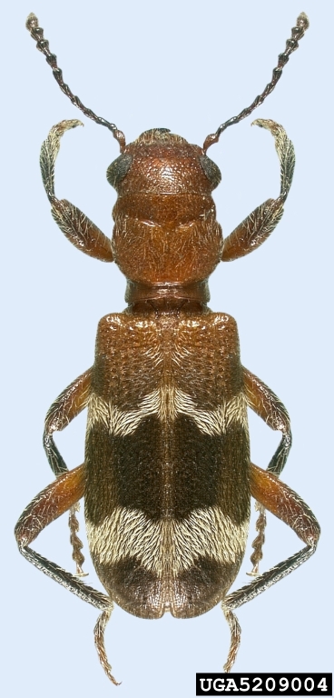 checkered beetle (Thanasimus dubius)