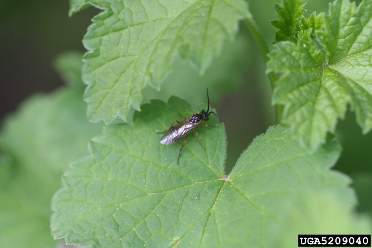 imported currantworm (Nematus ribesii)