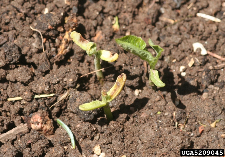 seedcorn maggot (Delia platura)