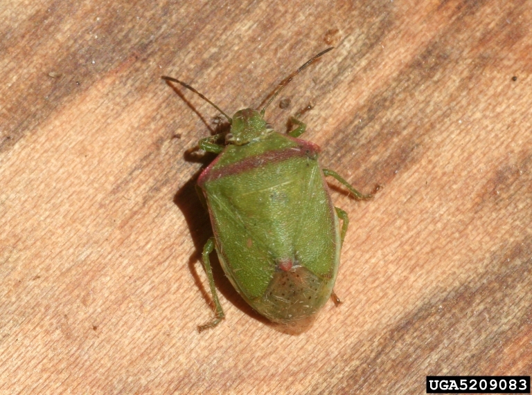 red-shouldered stink bug (Thyanta custator)