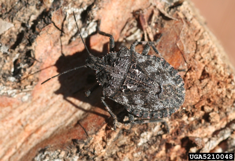 rough stink bug (Brochymena sulcata Van Duzee, 1918)