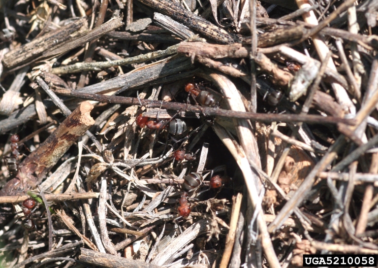 western thatching ant (Formica obscuripes)