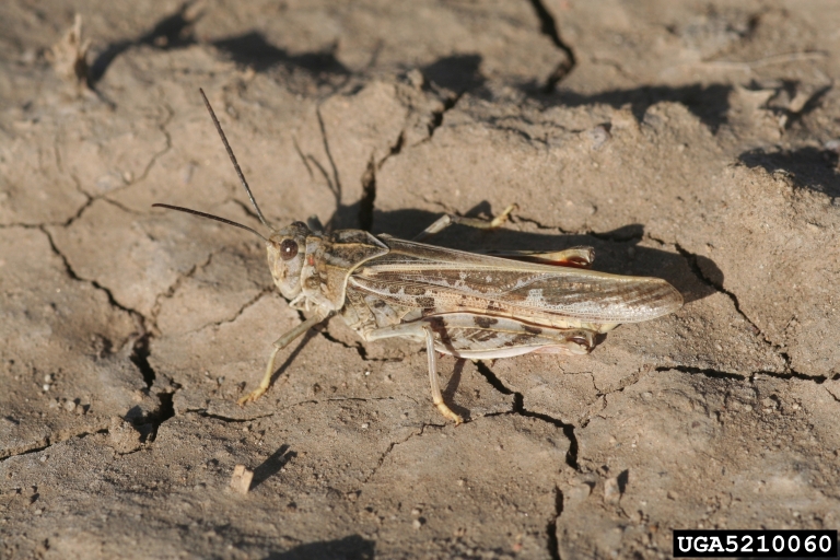 Montana band-winged grasshopper (Xanthippus montanus (Thomas,, 1872))