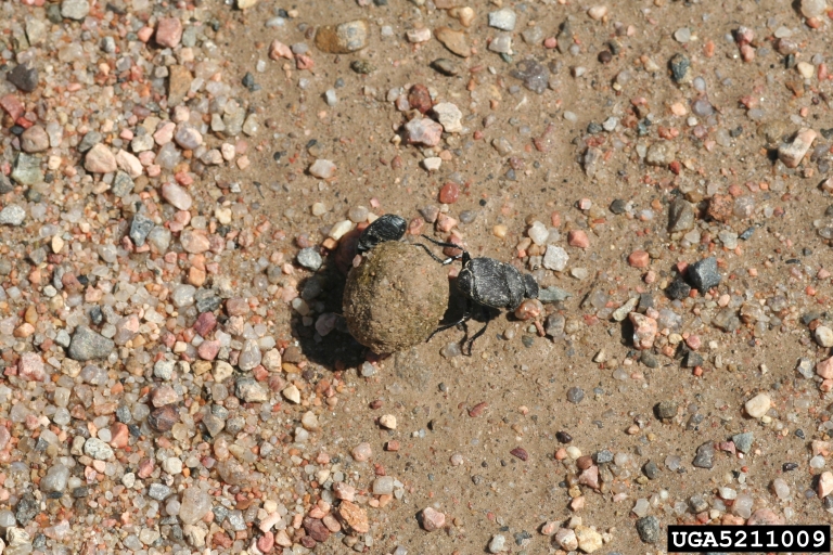 dung beetle (Canthon imitator Brown, 1946)