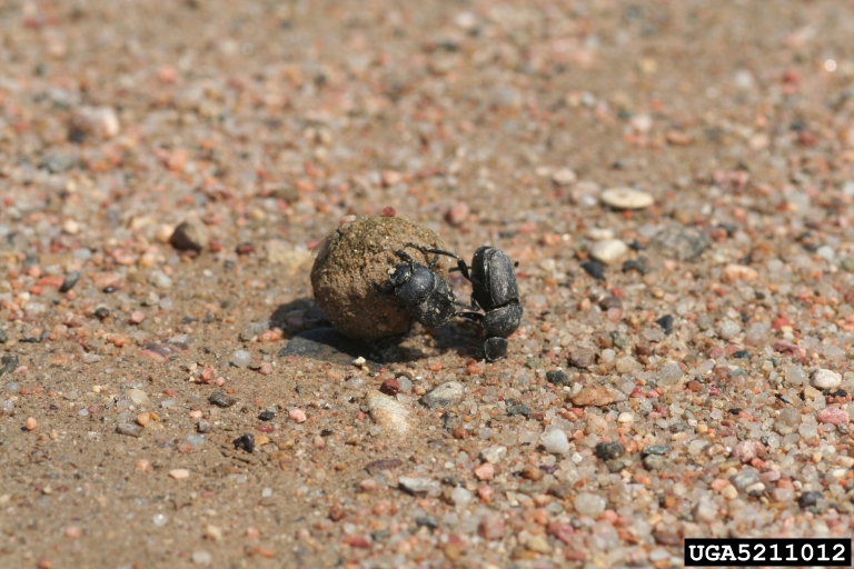 dung beetle (Canthon imitator)