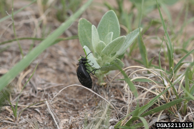blister beetle (Epicauta parvula)