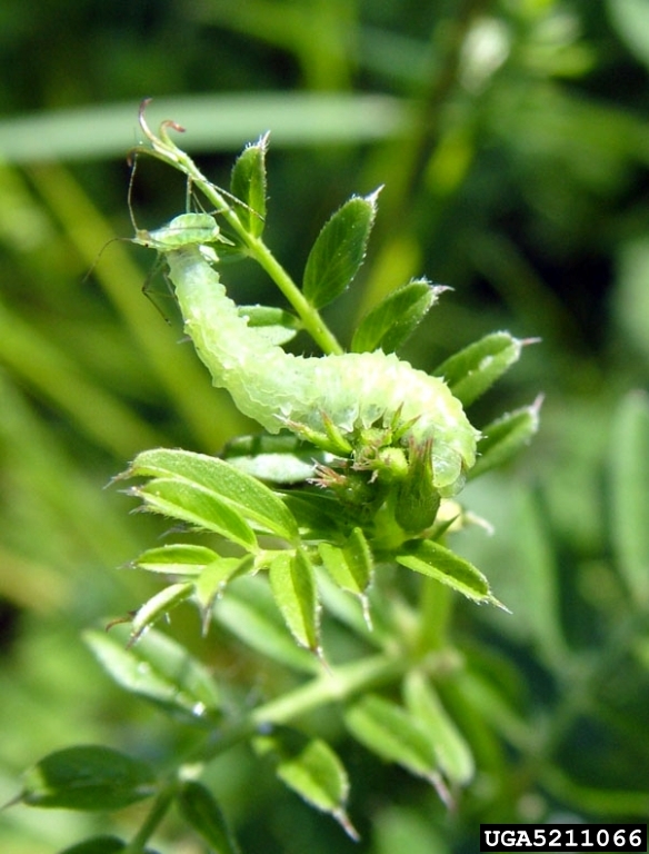 syrphid or flower flies on tiny vetch (Vicia hirsuta ) - 5211066