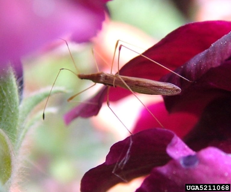 stilt bugs (Genus Jalysus)