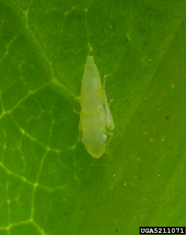 leafhoppers (Genus Graphocephala Van Duzee 1916)