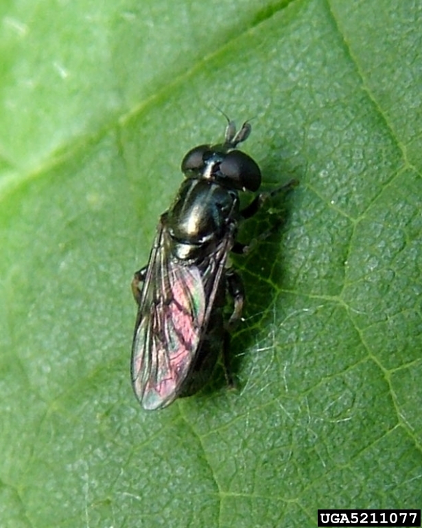 onion bulb fly (Eumerus strigatus)