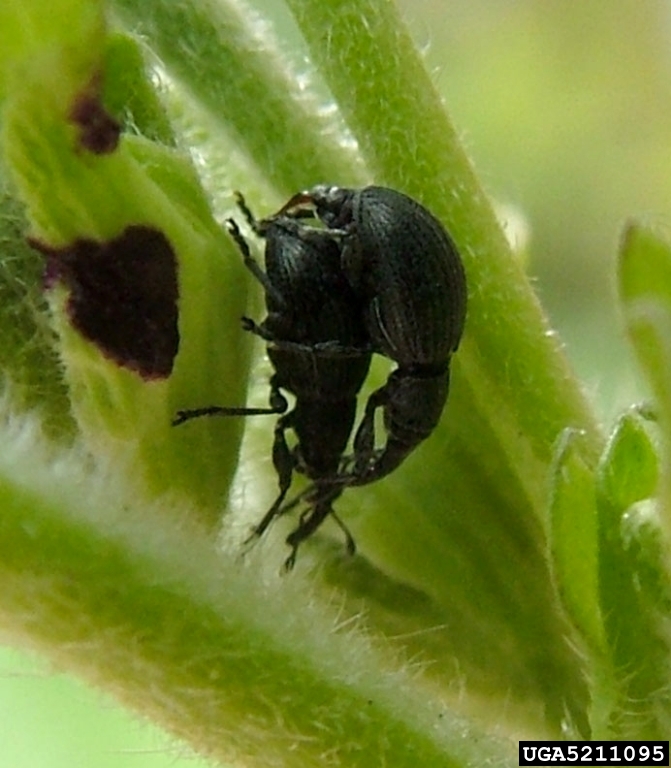 weevil (Genus Cleonis Dejean 1821)