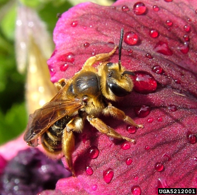 Andrenid bees (Genus Andrena)