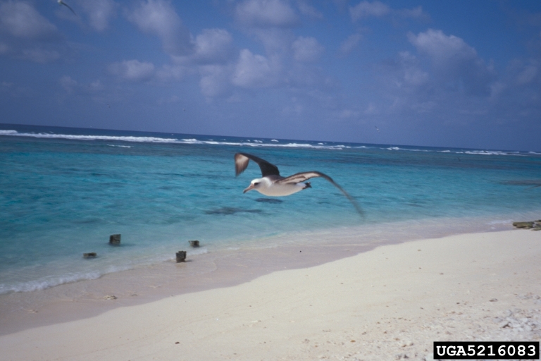 Laysan albatross (Phoebastria immutabilis)