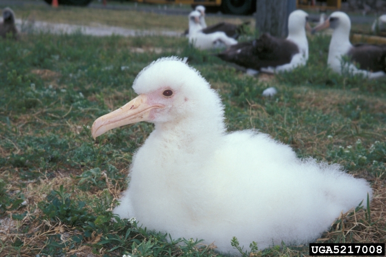 Laysan albatross (Phoebastria immutabilis)