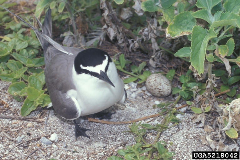 gray-backed tern (Sterna lunata)