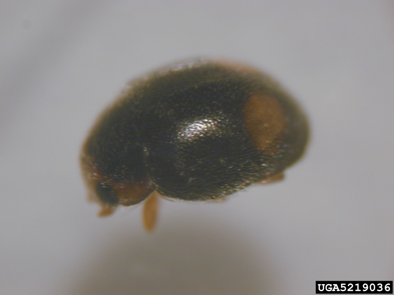 lady beetle (Genus Nephus)