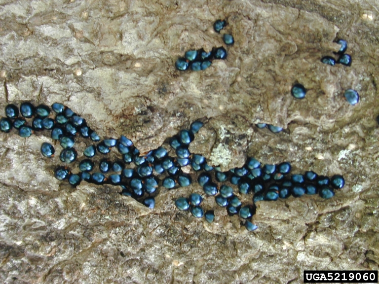 metallic blue lady beetle (Curinus coeruleus (Mulsant, 1850))