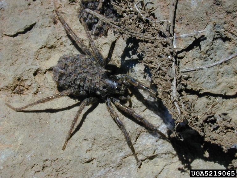 wolf spider (Hogna hawaiiensis)