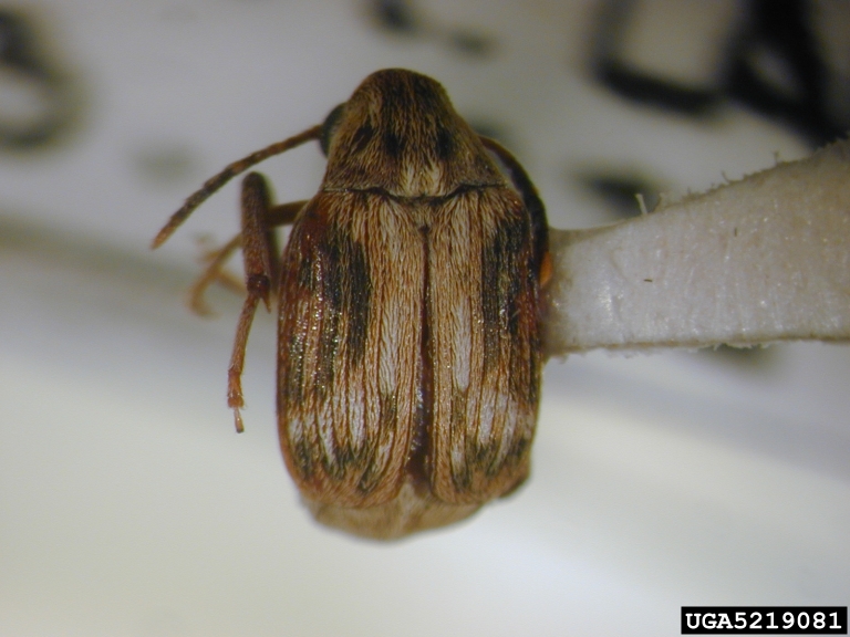 cowpea weevil (Callosobruchus phaseoli (Gyllenhal, 1833))
