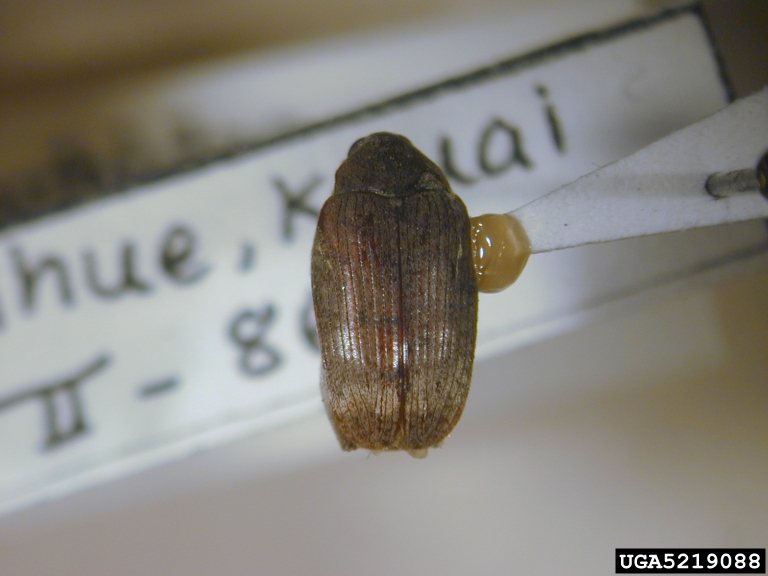 groundnut bruchid (Caryedon serratus (Olivier, 1790))