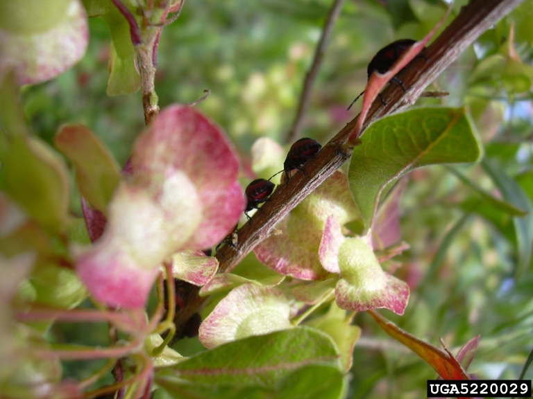 koa bug (Coleotichus blackburniae)